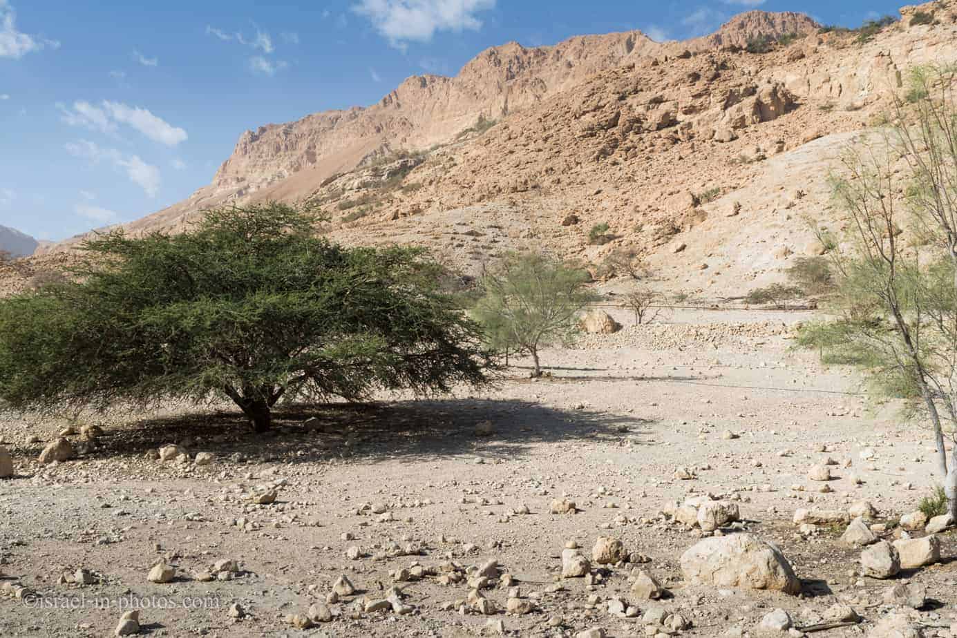 Ein Gedi Nature Reserve - Visitors Guide (Map, Trails and More)