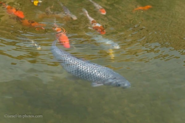 Israel Aquarium, Jerusalem - Attraction for all Seasons