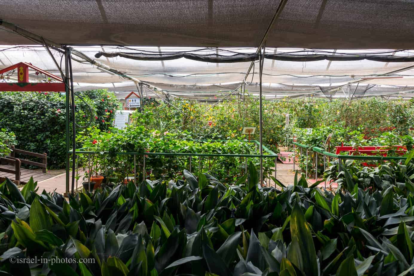 Hibiscus Farm - Visitors Guide - Israel in Photos