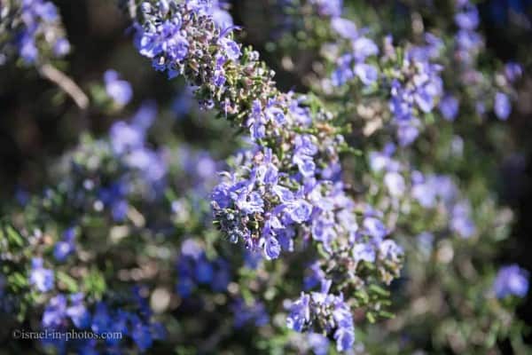 Afeka Caves and Drezner Grove, Tel Aviv - Visitors Guide