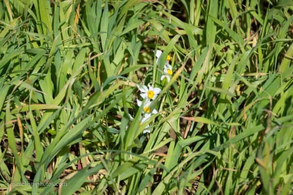 Afeka Caves and Drezner Grove, Tel Aviv - Visitors Guide