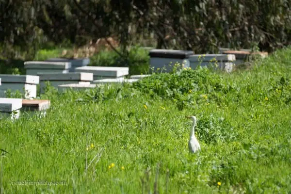 Afeka Caves and Drezner Grove, Tel Aviv - Visitors Guide