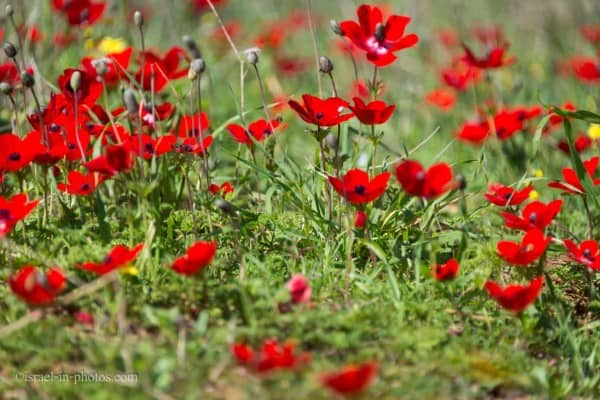 Afeka Caves and Drezner Grove, Tel Aviv - Visitors Guide