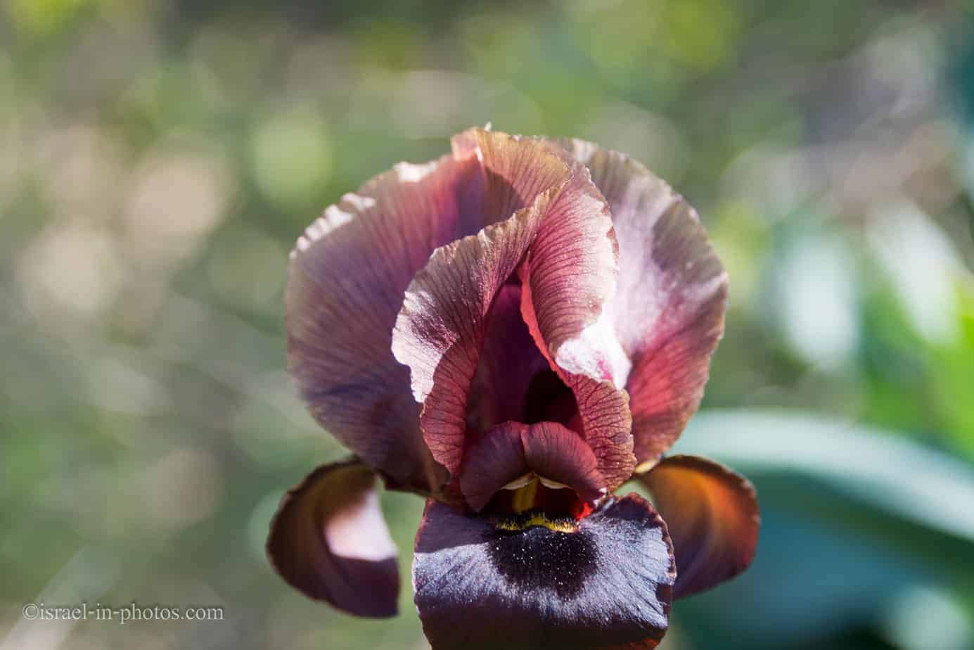 Afeka Caves and Drezner Grove, Tel Aviv - Visitors Guide