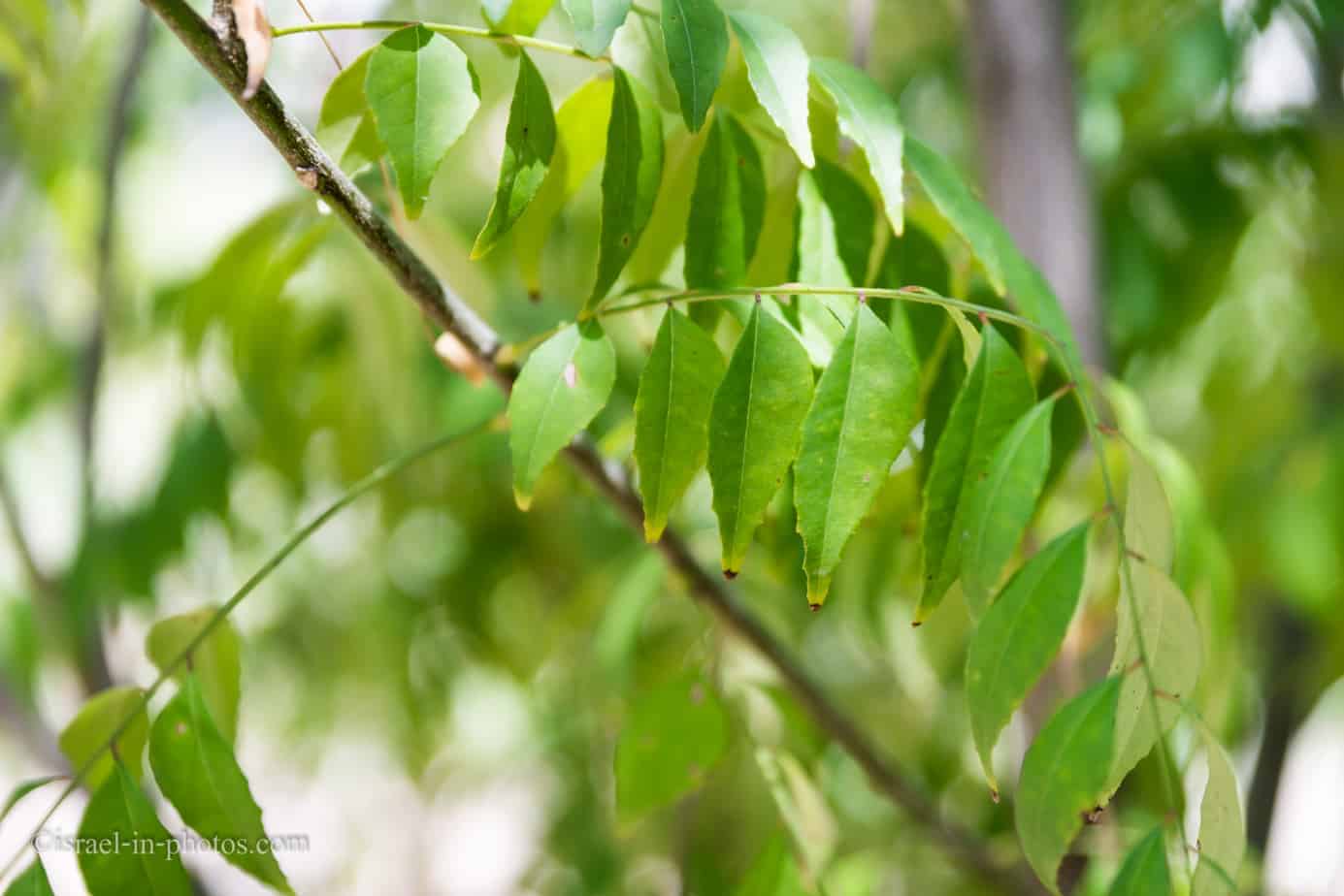 Bustan Shoshan, Matsliah - Visitor Guide - Exotic Fruit Experience
