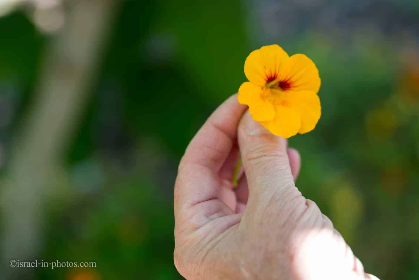 Bustan Shoshan, Matsliah - Visitor Guide - Exotic Fruit Experience