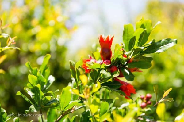 Bustan Shoshan, Matsliah - Visitor Guide - Exotic Fruit Experience