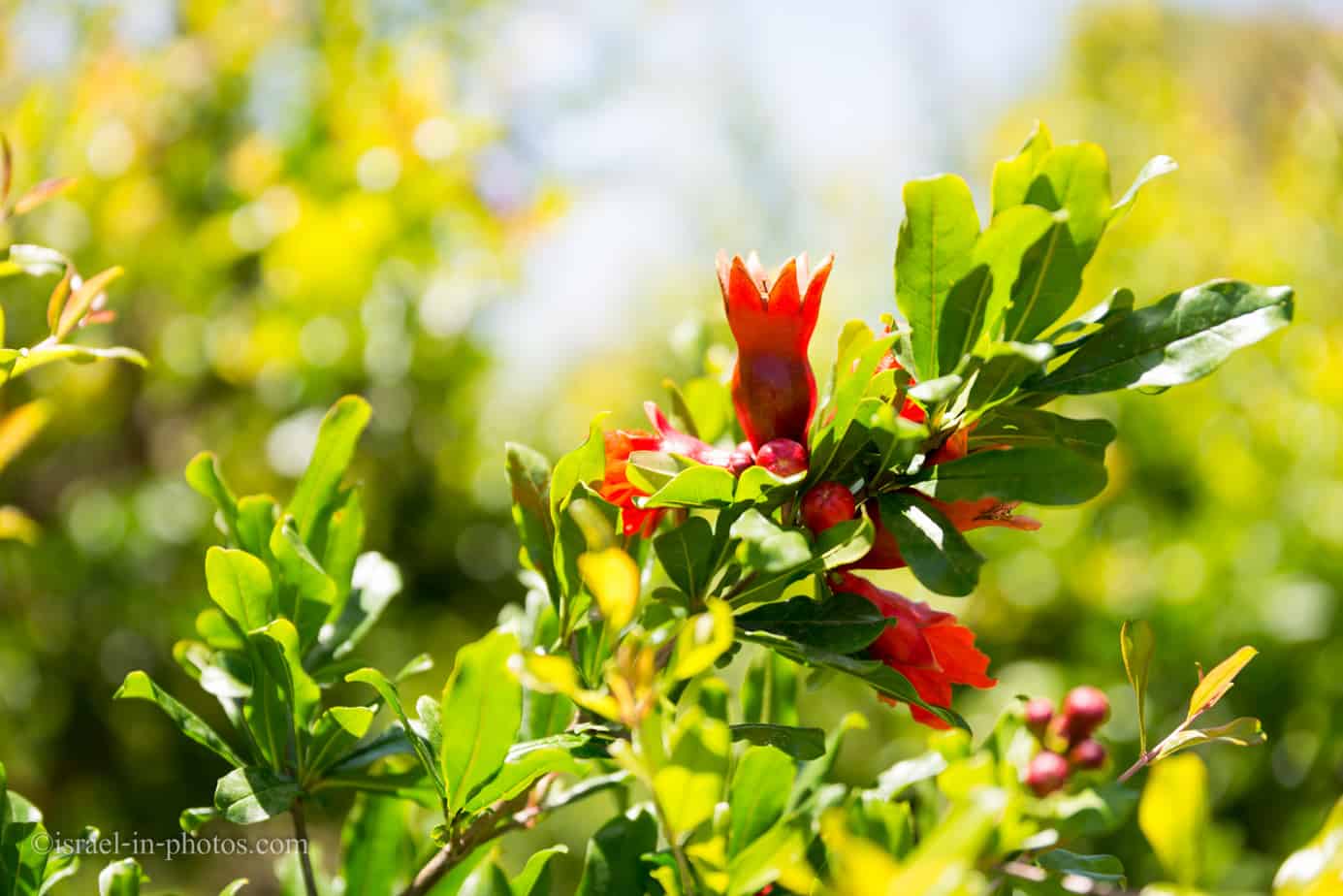 Bustan Shoshan, Matsliah - Visitor Guide - Exotic Fruit Experience