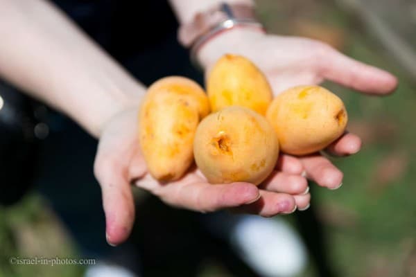 Bustan Shoshan, Matsliah - Visitor Guide - Exotic Fruit Experience
