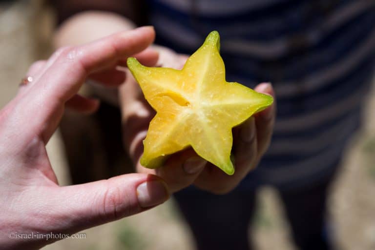 Bustan Shoshan, Matsliah - Visitor Guide - Exotic Fruit Experience