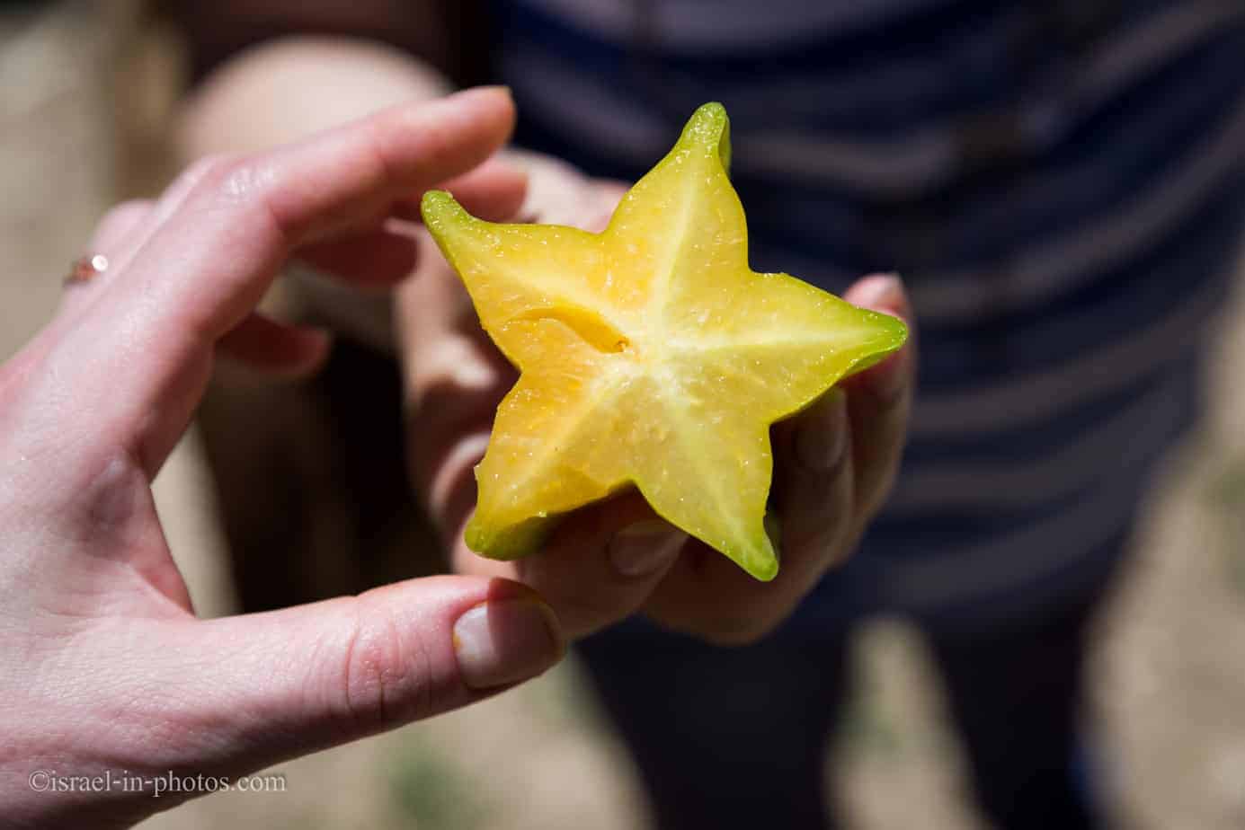 Bustan Shoshan, Matsliah - Visitor Guide - Exotic Fruit Experience