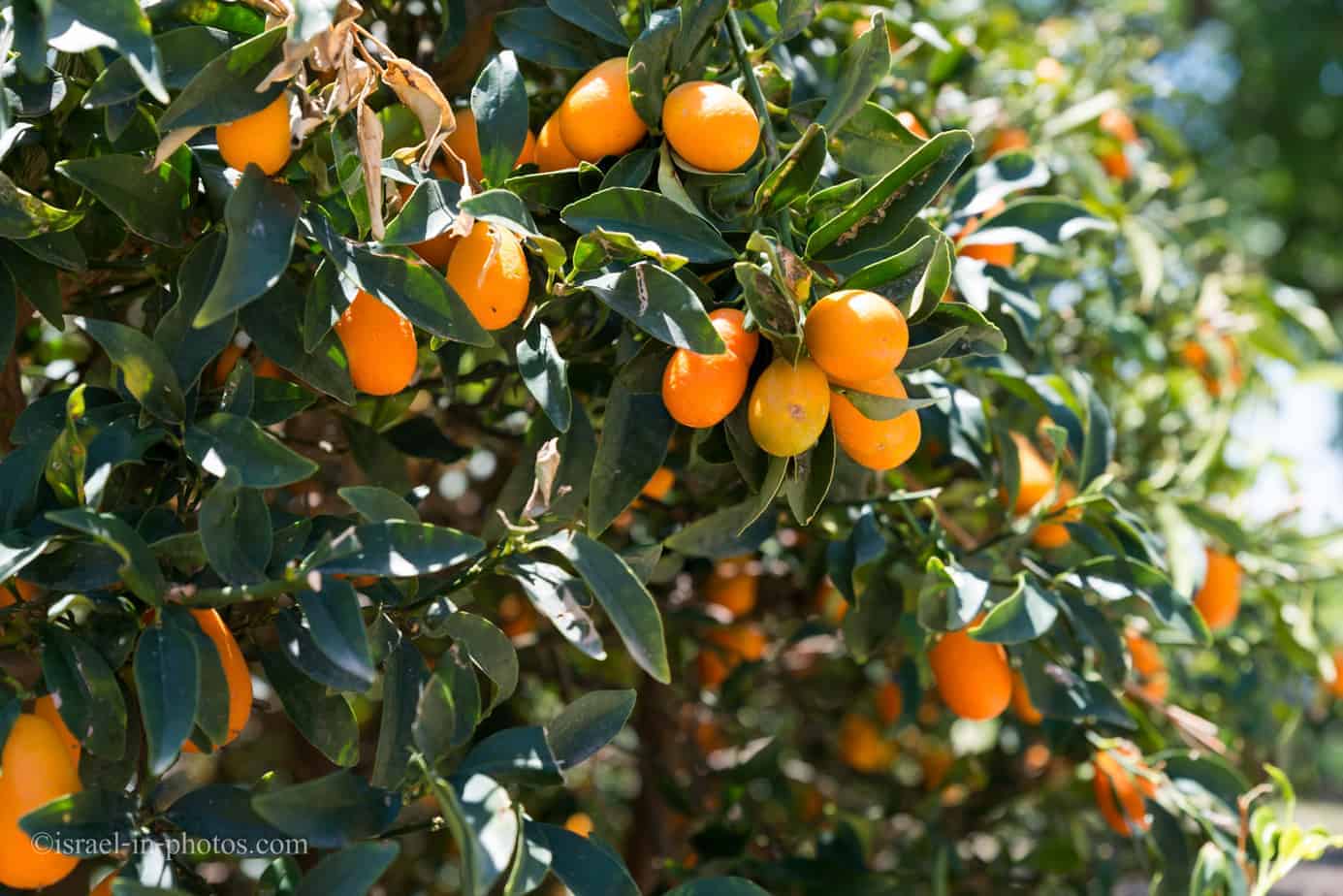 Bustan Shoshan, Matsliah - Visitor Guide - Exotic Fruit Experience