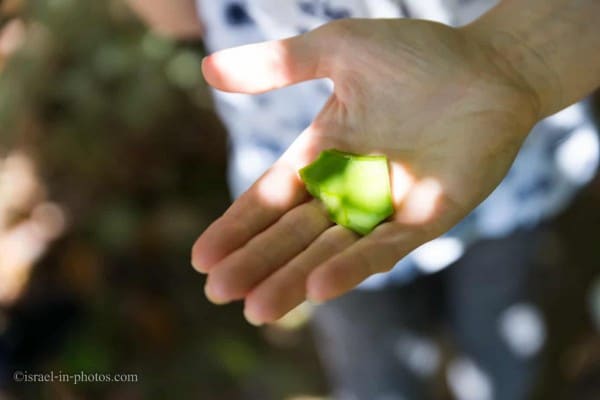 Bustan Shoshan, Matsliah - Visitor Guide - Exotic Fruit Experience