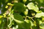 Bustan Shoshan, Matsliah - Visitor Guide - Exotic Fruit Experience