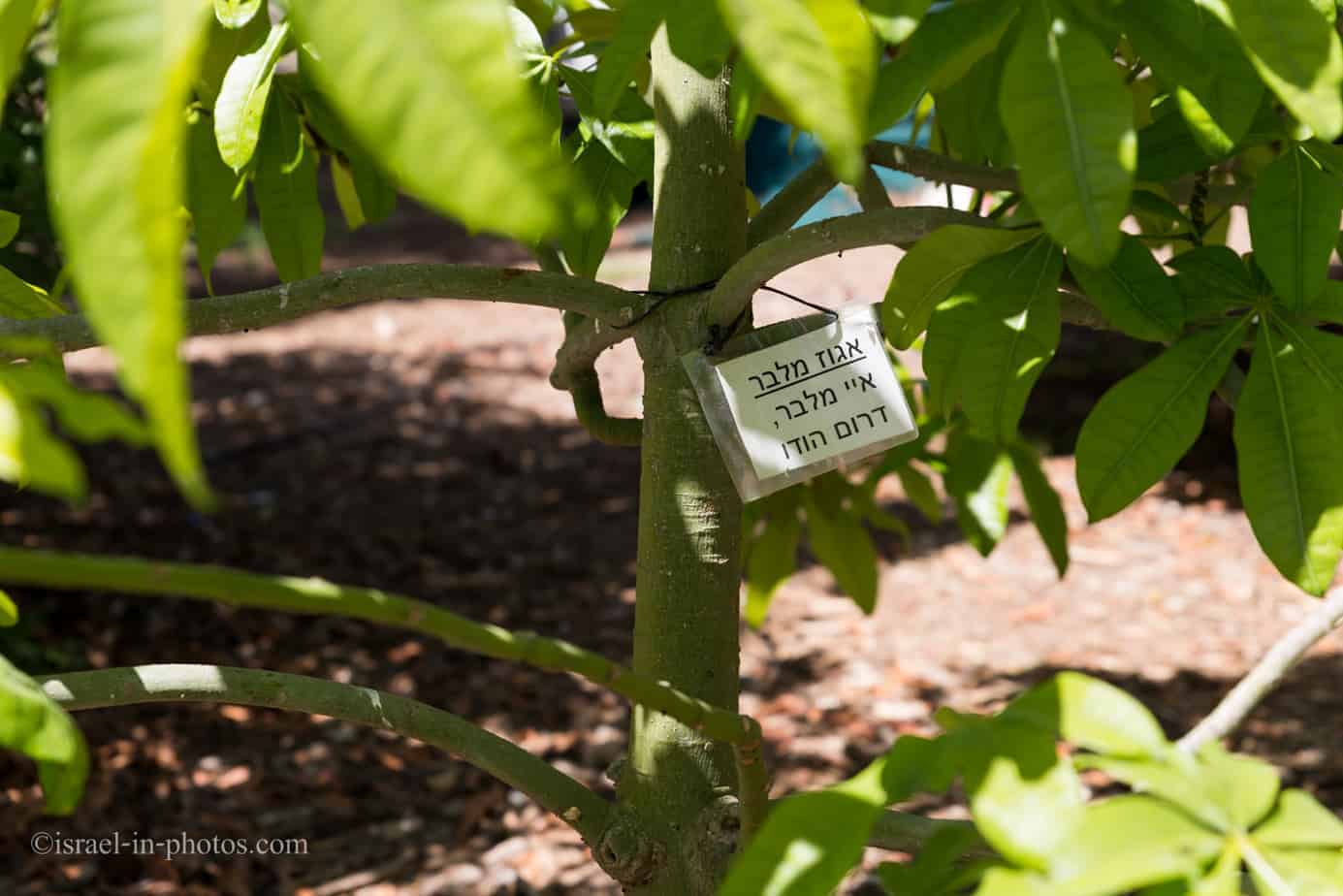 Bustan Shoshan, Matsliah - Visitor Guide - Exotic Fruit Experience