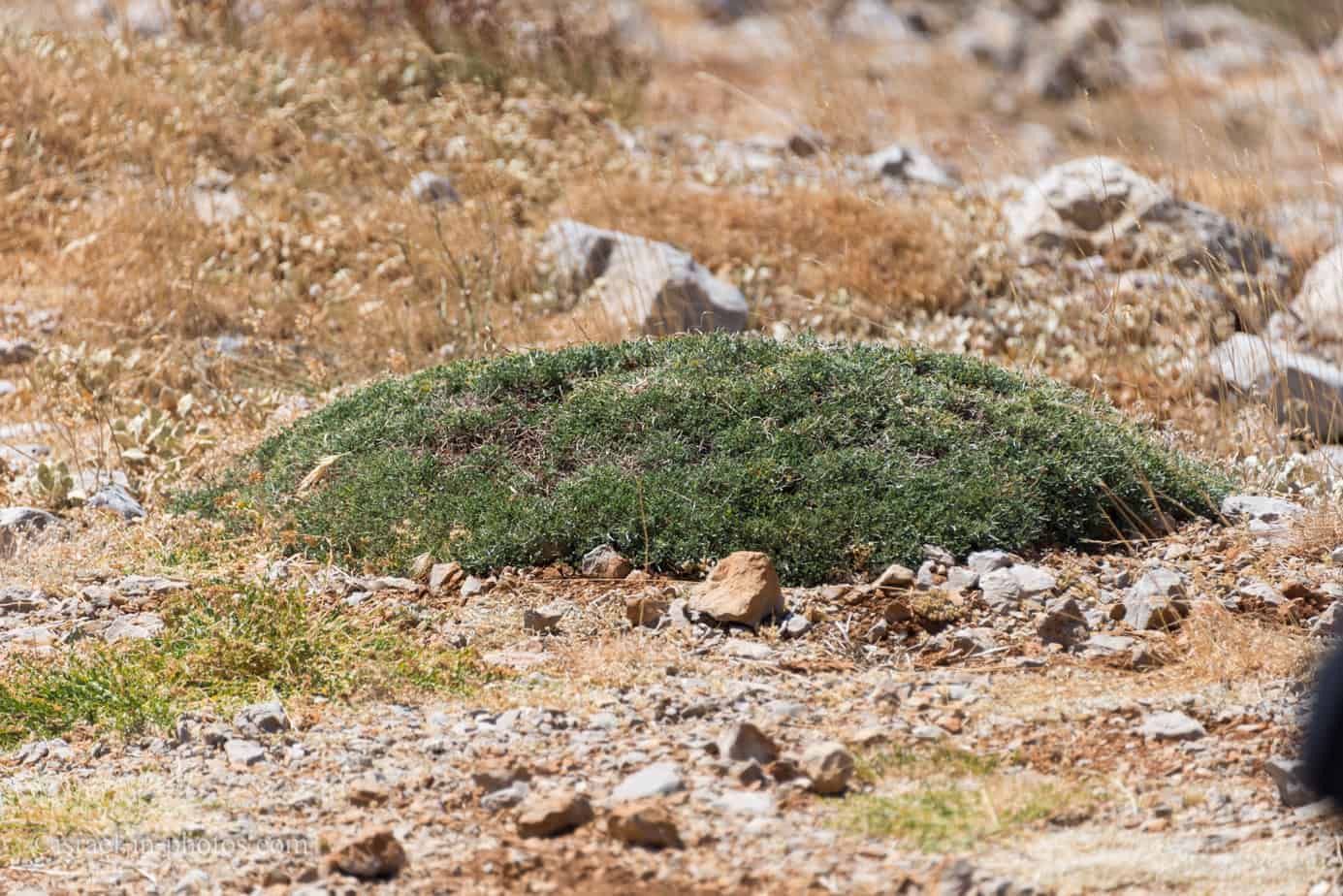 Hermon in the Summer - Visitors Guide - Israel in Photos