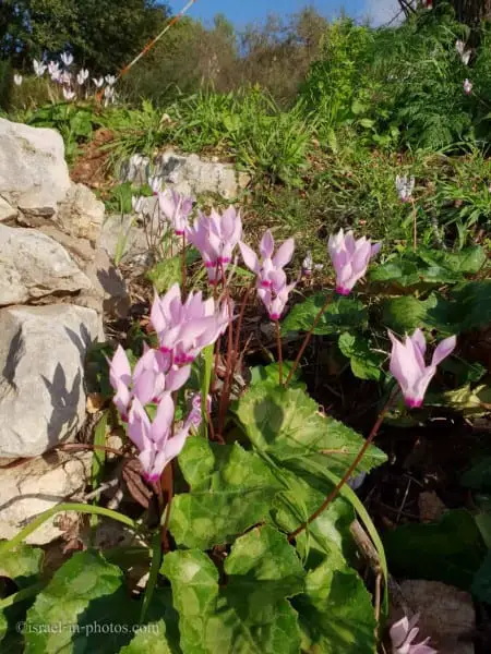 Neot Kedumim – Visitors Guide (with Map, Trails, Coupons, and More ...