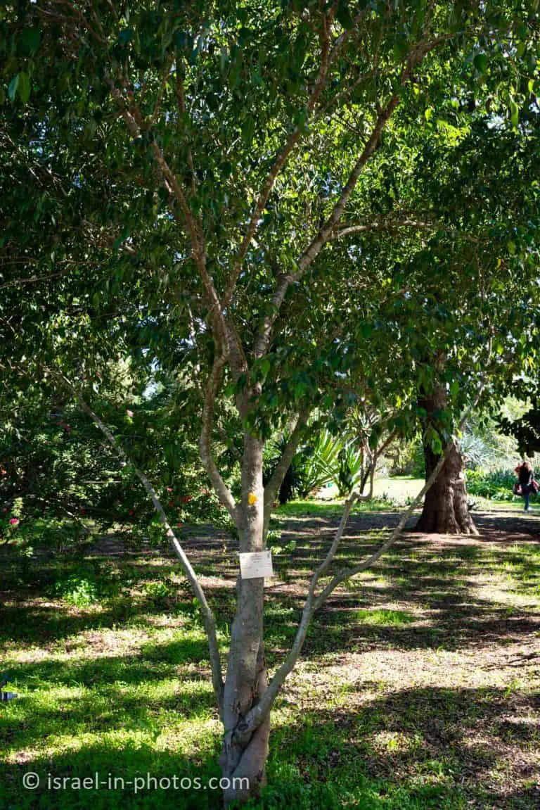 Havat Noy Botanical Garden, Emek Hefer - Visitors Guide