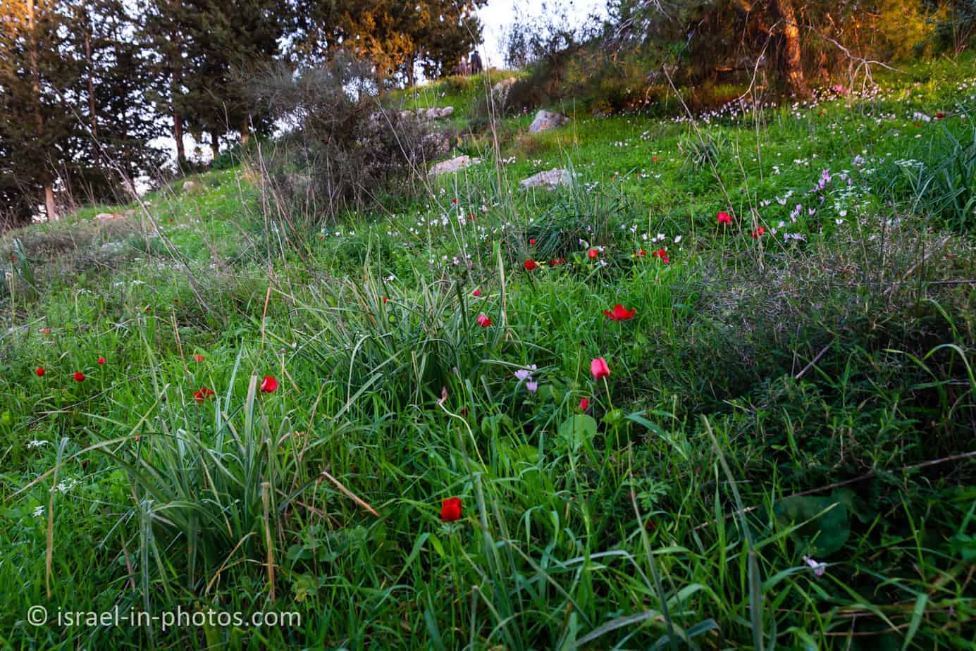 Rosh HaAyin Forest - Wildflowers Trail, Even HaEzer Hill, and more