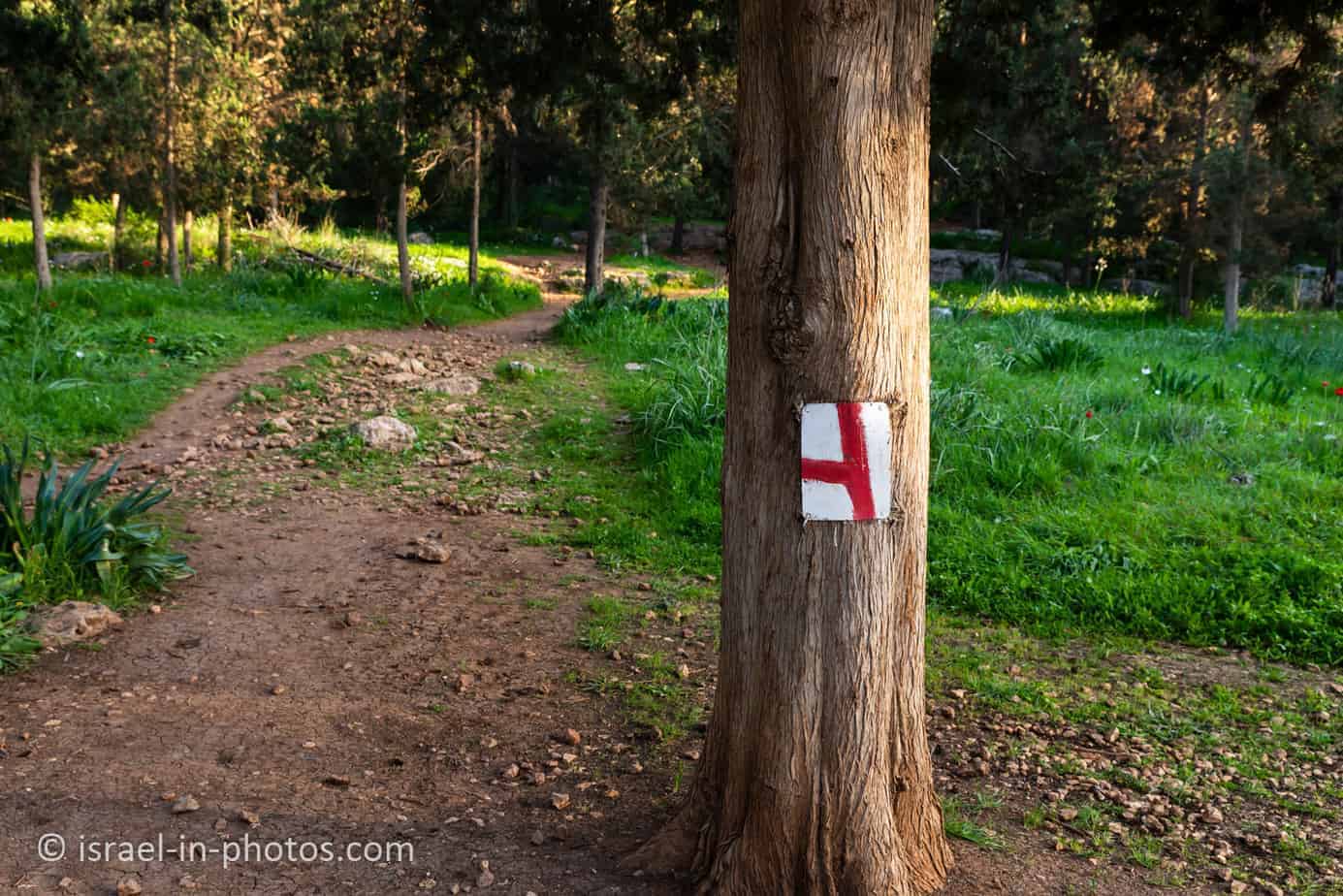 Rosh HaAyin Forest - Wildflowers Trail, Even HaEzer Hill, and more