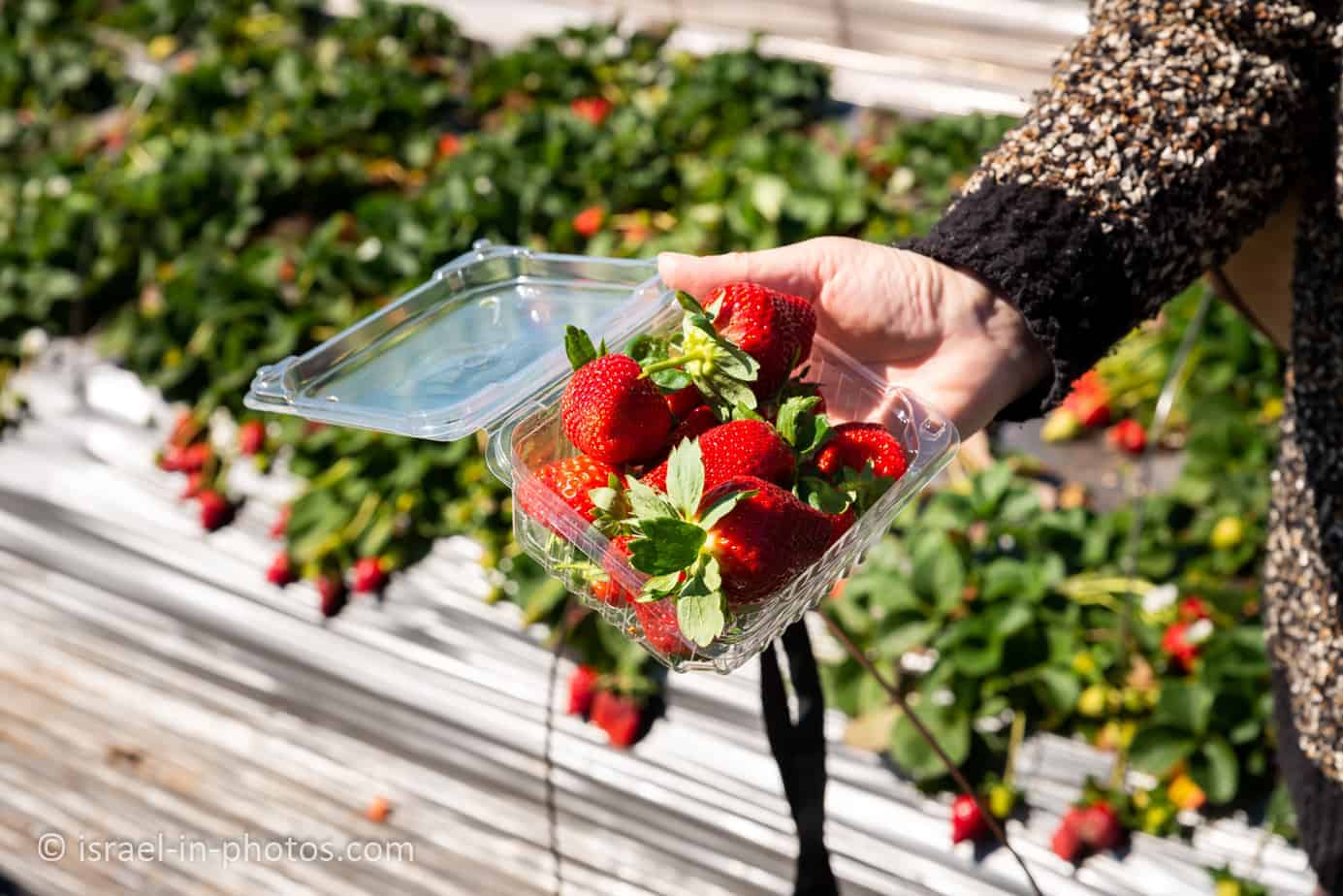 Tutland - Tal`s Strawberry Farm, Hod HaSharon – Visitors Guide