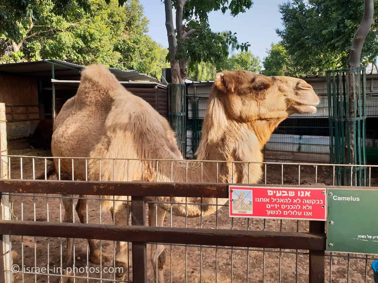 Kfar Saba Park - Full Visitors Guide