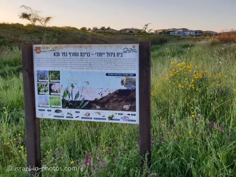 Kfar Saba Park - Full Visitors Guide