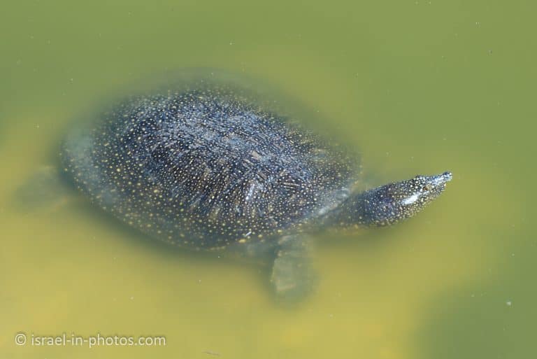 Turtle Bridge at Alexander River - Visitors Guide (with Tracks)