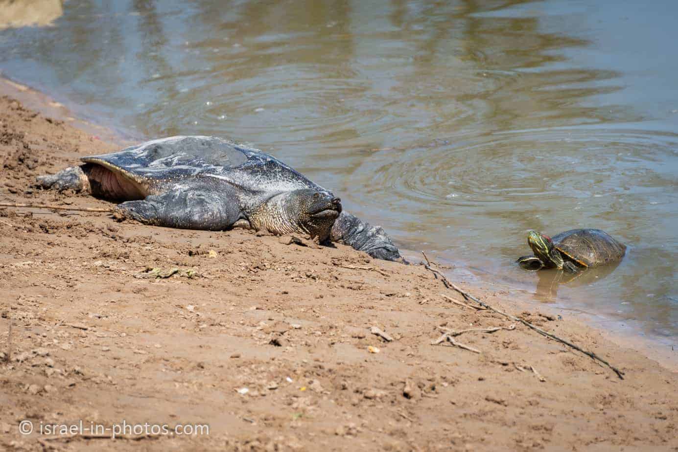 Turtle Bridge at Alexander River - Visitors Guide (with Tracks)