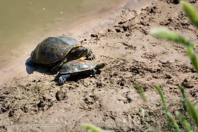 Turtle Bridge at Alexander River - Visitors Guide (with Tracks)