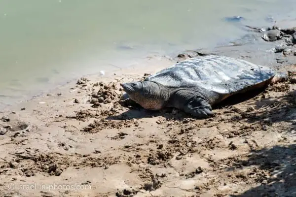 Turtle Bridge at Alexander River - Visitors Guide (with Tracks)