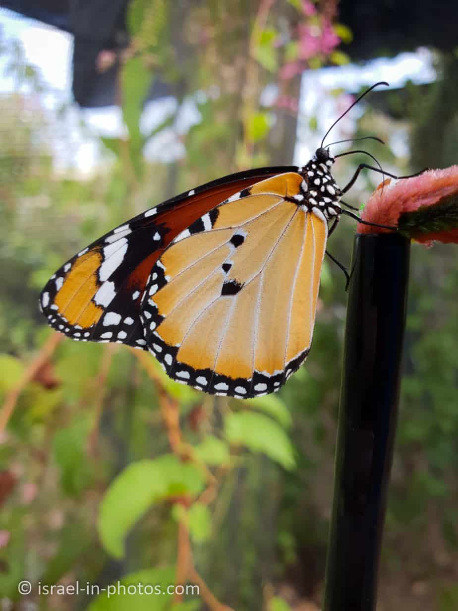 Butterfly Nursery, Hof HaCarmel - Visitors Guide - Israel in Photos