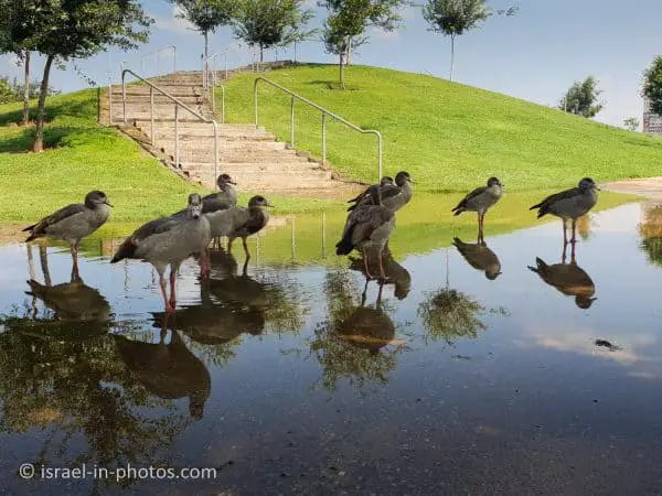 Hod HaSharon Park - Park by Ecological Lake - Visitors Guide
