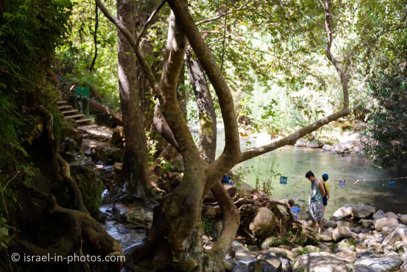 Snir Stream Nature Reserve (Hasbani) - Visitors Guide