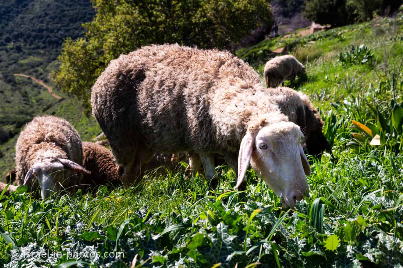 Tel Yodfat National Park (Jotapata) - Visitors Guide