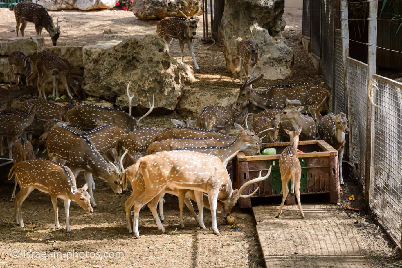 Gan Hai, Small Zoo in Petah Tikva - Visitors Guide