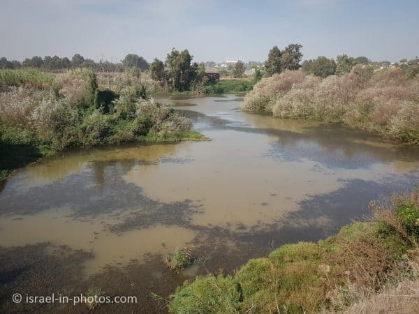 Agamon Poleg - Short Birding Family Trip around Lake Udim
