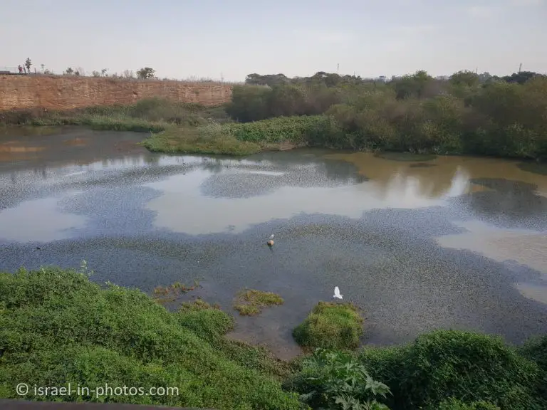 Agamon Poleg - Short Birding Family Trip around Lake Udim