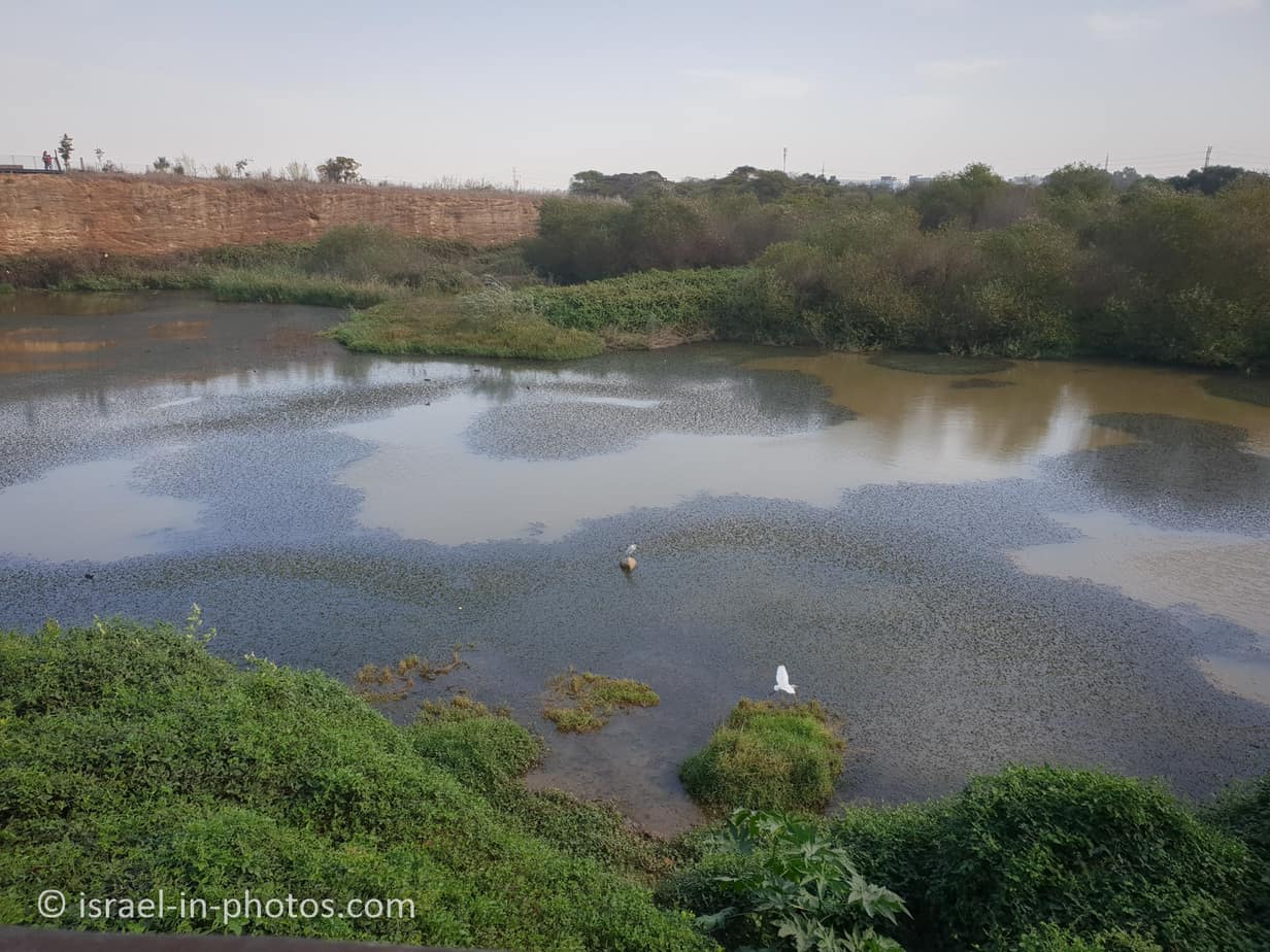 Agamon Poleg - Short Birding Family Trip around Lake Udim
