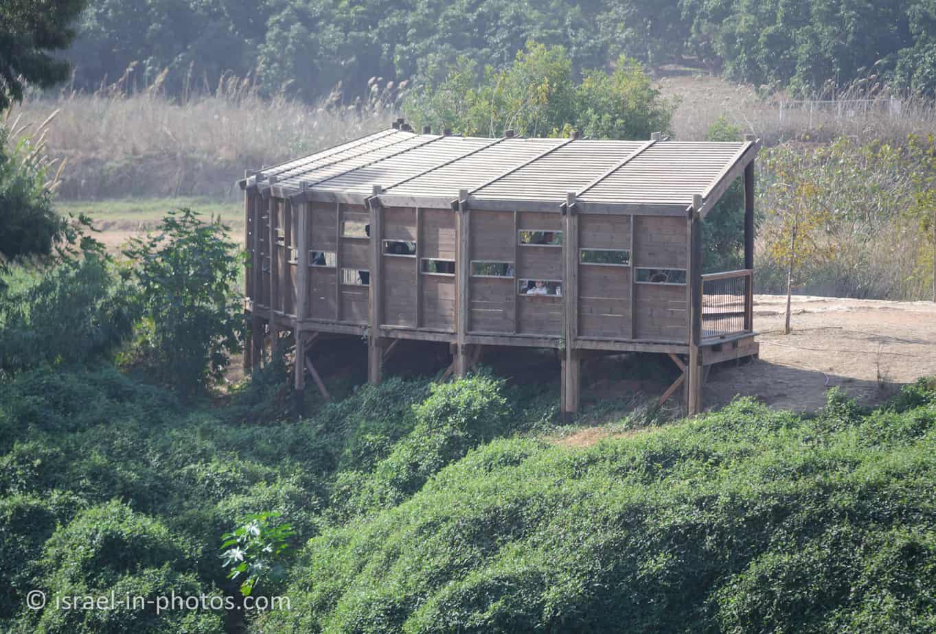 Agamon Poleg - Short Birding Family Trip around Lake Udim
