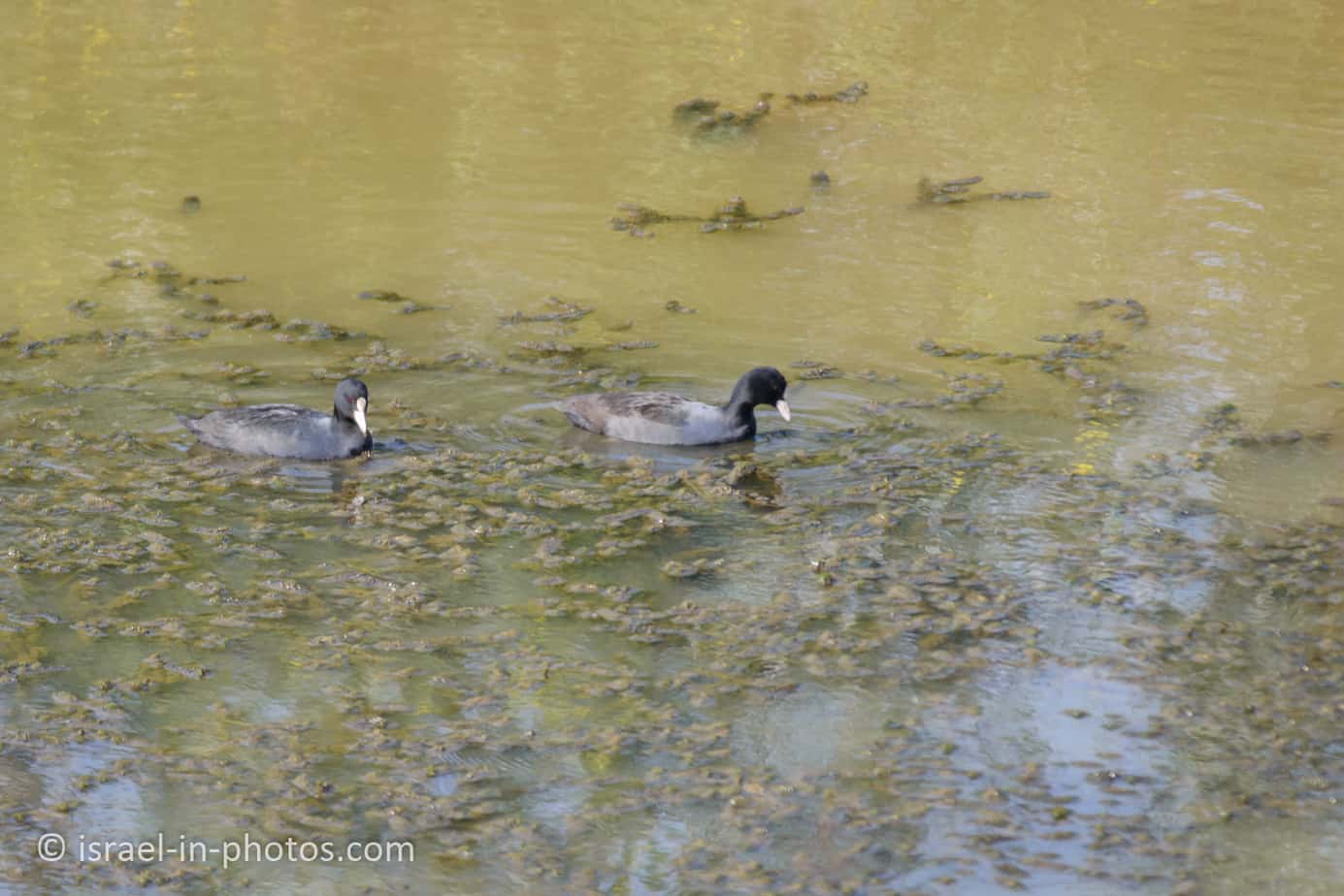 Agamon Poleg - Short Birding Family Trip around Lake Udim