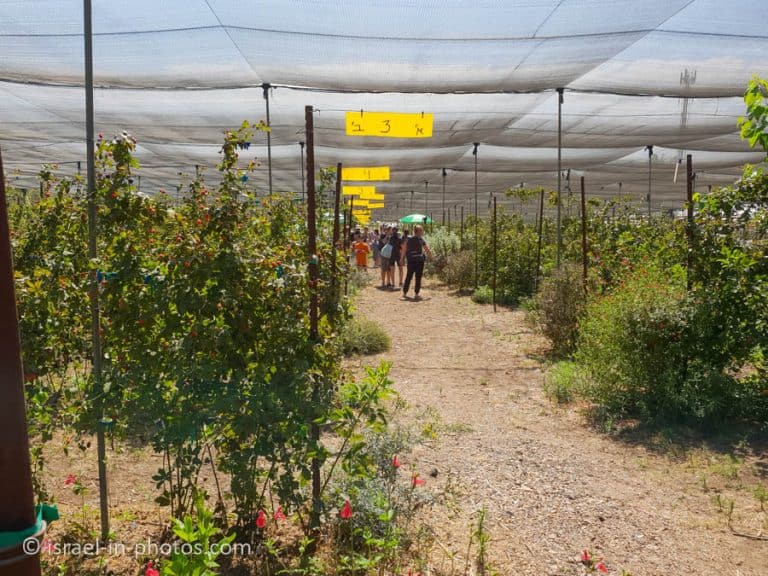 Self-picking Raspberries - Kaplan Farm, Kfar Haim