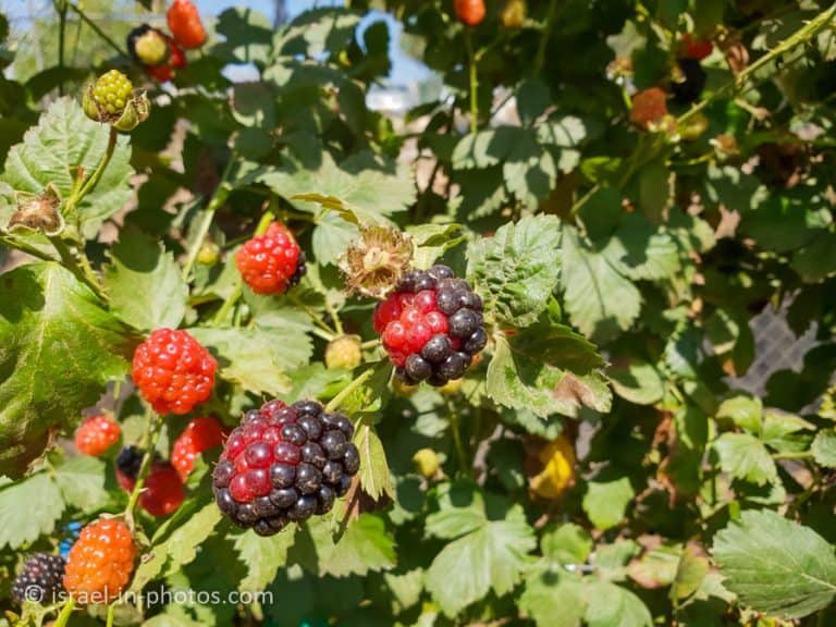 Self-picking Raspberries - Kaplan Farm, Kfar Haim