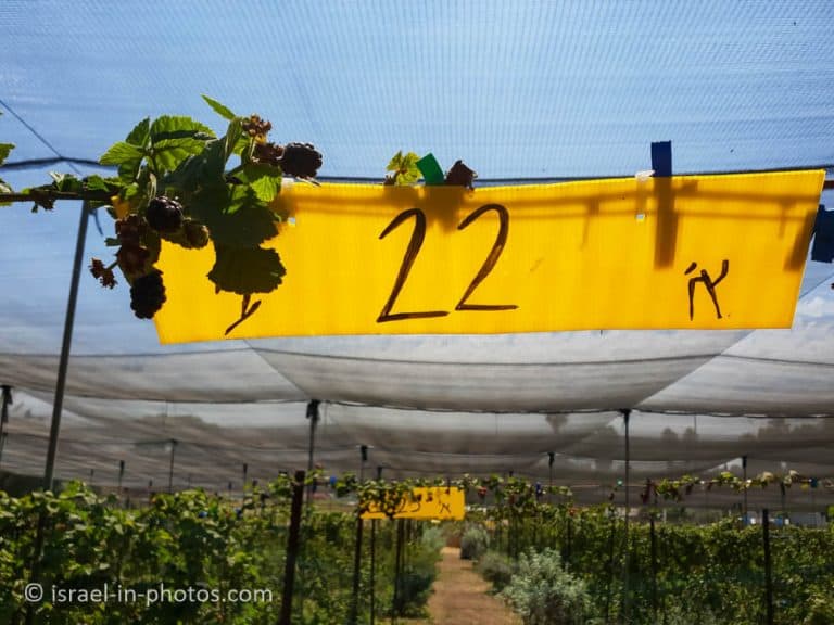 Self-picking Raspberries - Kaplan Farm, Kfar Haim