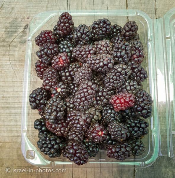 Self-picking Raspberries - Kaplan Farm, Kfar Haim