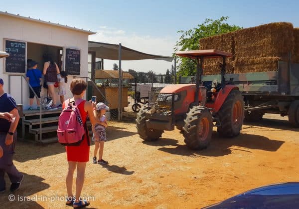 Self-picking Raspberries - Kaplan Farm, Kfar Haim
