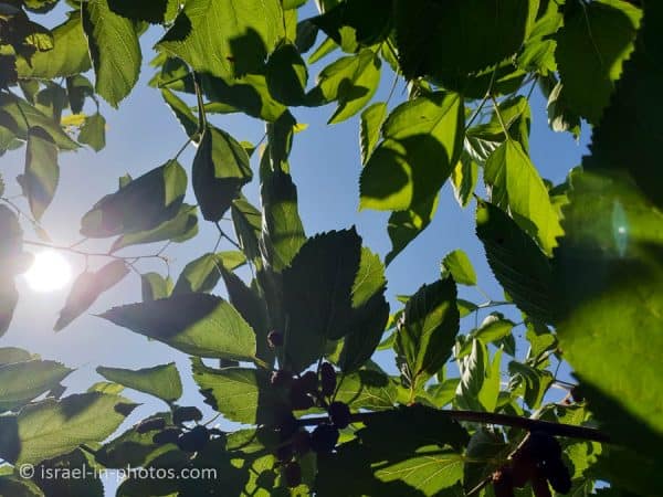 Self-picking Raspberries - Kaplan Farm, Kfar Haim
