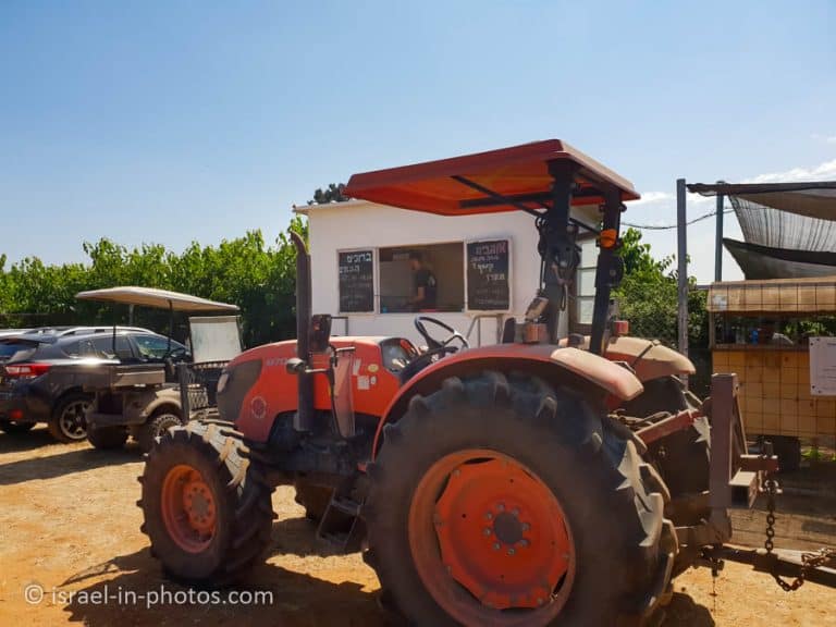 Self-picking Raspberries - Kaplan Farm, Kfar Haim