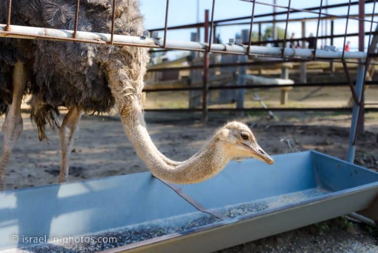El Hayaen Ostrich Farm - Visitors Guide - Israel in Photos