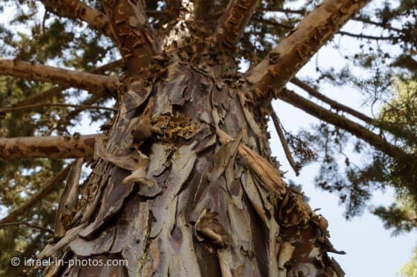Jerusalem Botanical Gardens - Visitors Guide - Israel in Photos
